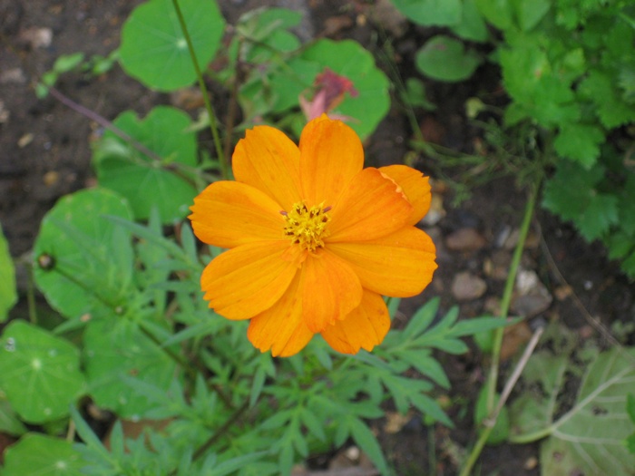 Zombie Tomatoes, Fertilized Squash, Compost – Kate Corder