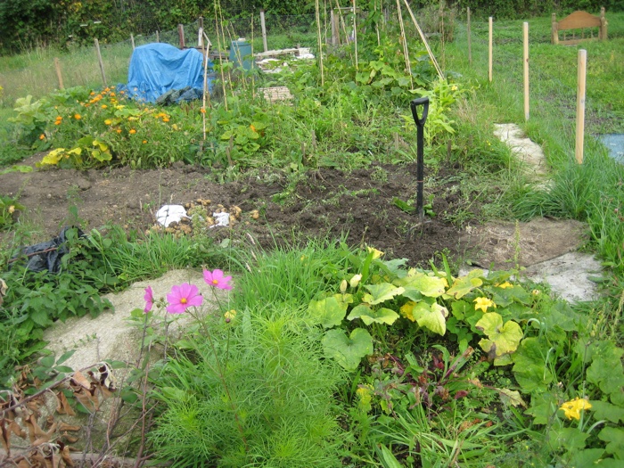 Zombie Tomatoes, Fertilized Squash, Compost | Ella Montt