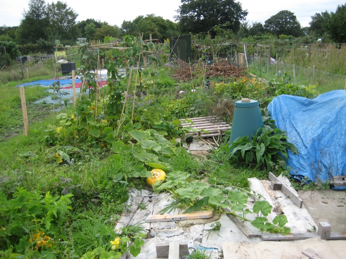 Zombie Tomatoes, Fertilized Squash, Compost | Ella Montt