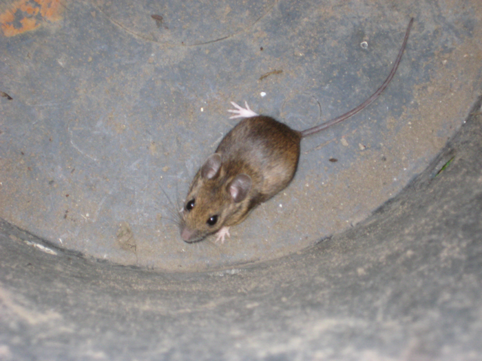 Field Mouse, Potato – Kate Corder